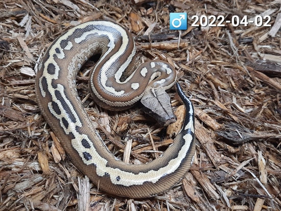 VPI Stripe Blood Python by Leach's Python Palace
