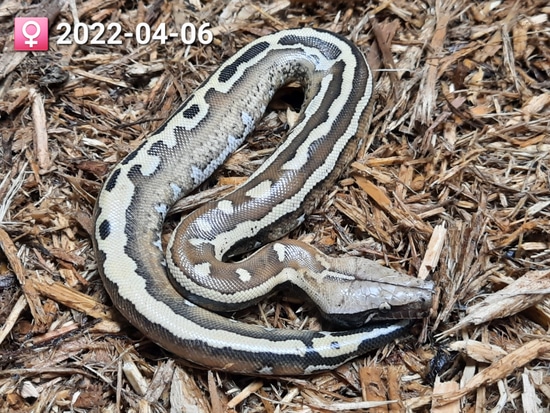 VPI Stripe Blood Python by Leach's Python Palace