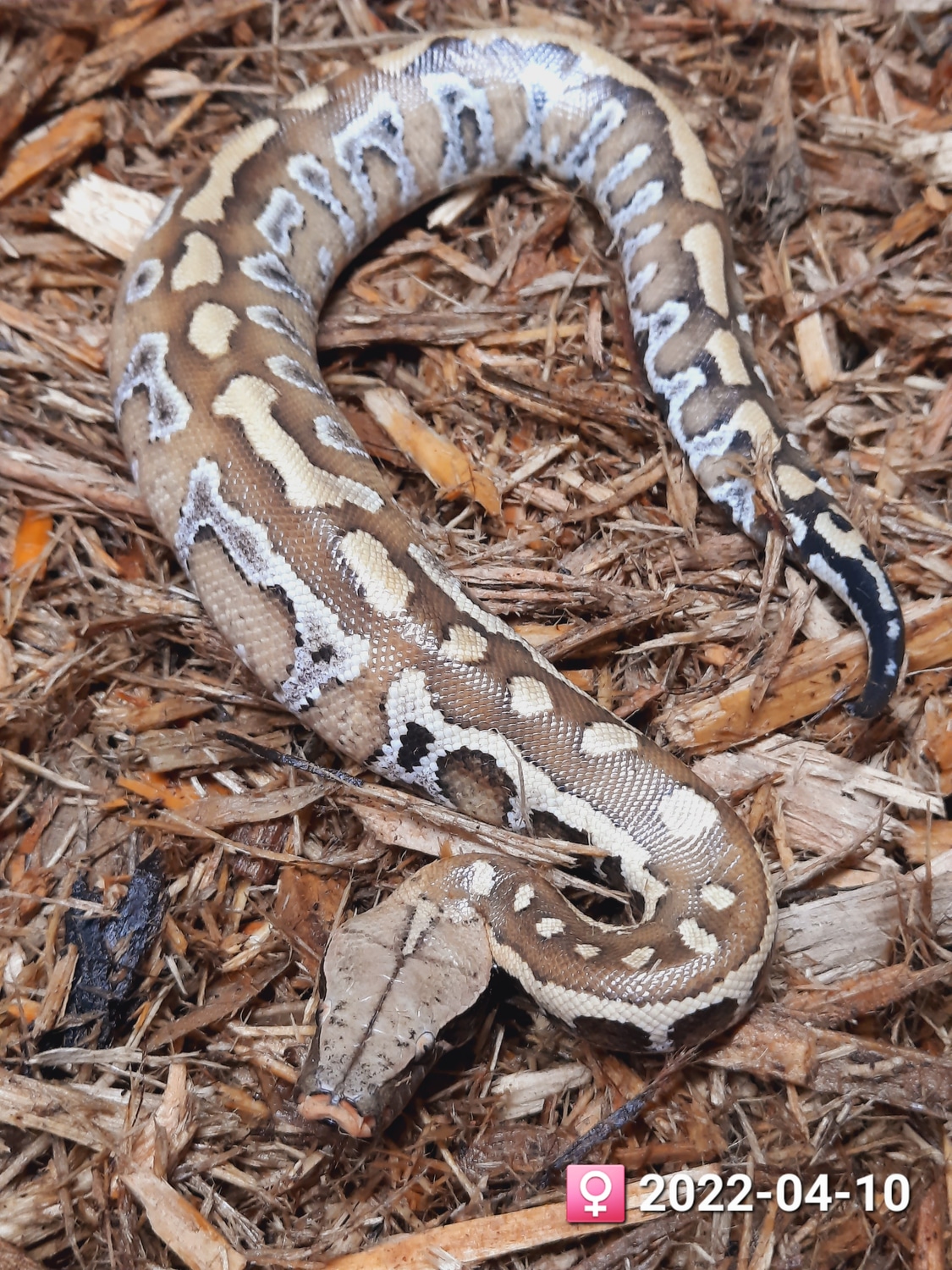 VPI Stripe Blood Python by Leach's Python Palace - MorphMarket