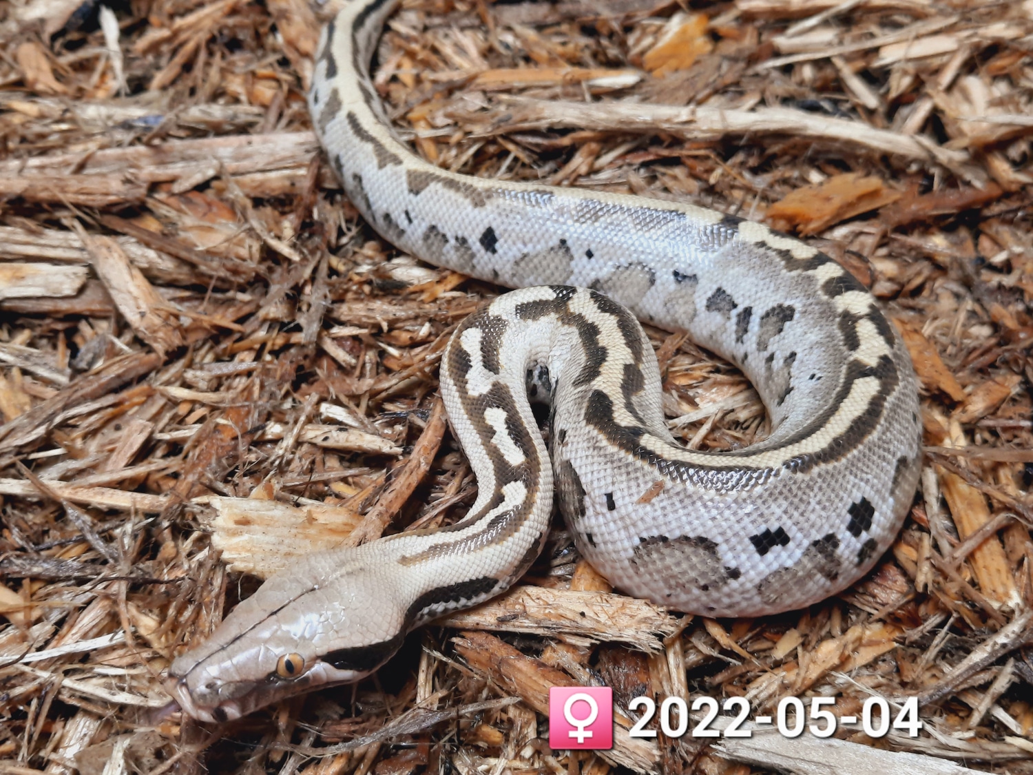 Blue Ghost Latte Ultra Borneo Short-tailed Python by Leach's Python ...