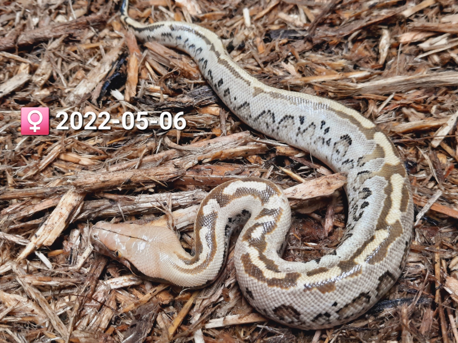 Blue Ghost Latte Ultra Marble Borneo Short-tailed Python by Leach's ...