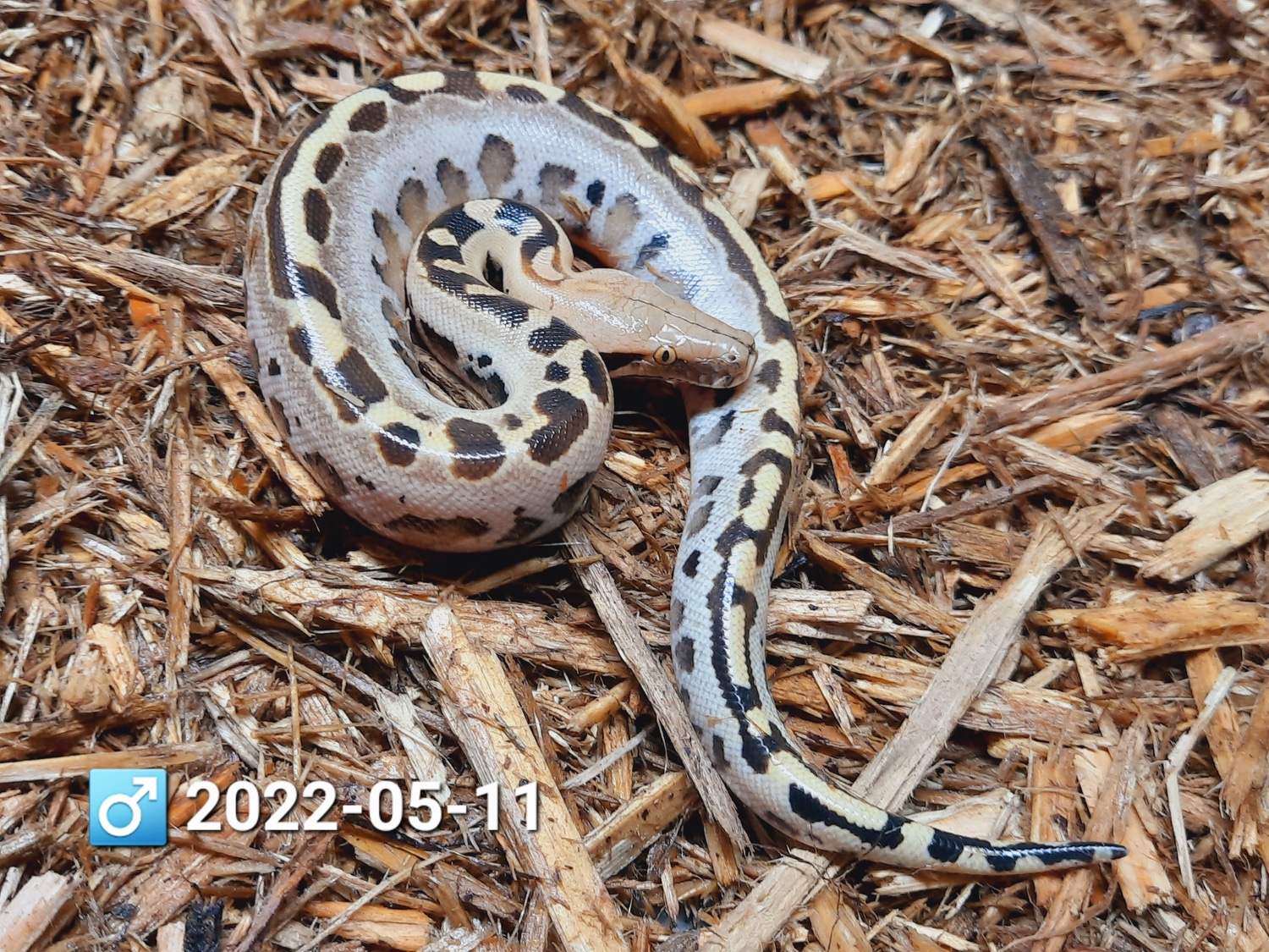 Blue Ghost Latte Ultra Borneo Short-tailed Python by Leach's Python ...