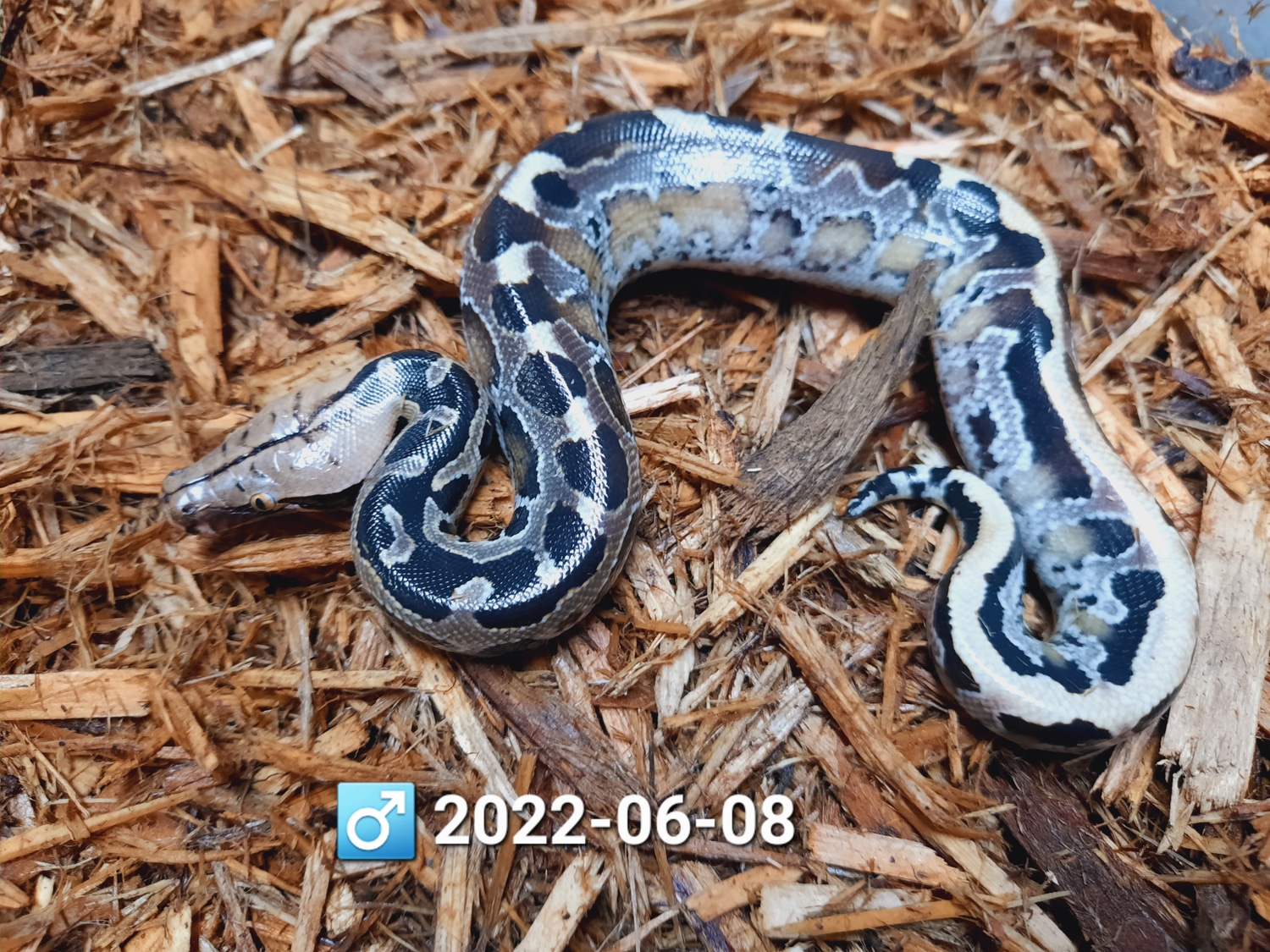 Het Sunset Albino Short Tail Borneo Short-tailed Python by Leach's ...