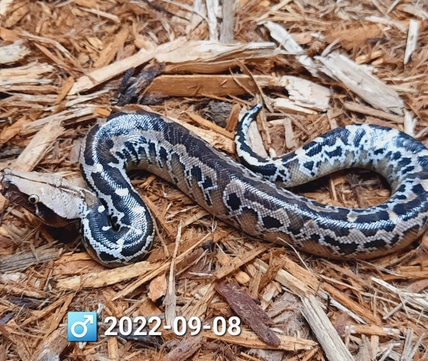 Het Caramel Pumpkin Head SSTP Sumatran Short-tailed Python by Leach's ...
