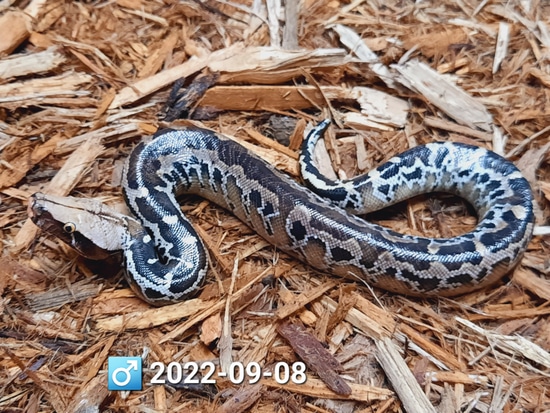 Chrome Head Sumatran Sumatran Short-Tailed Python by Leach's Python Palace