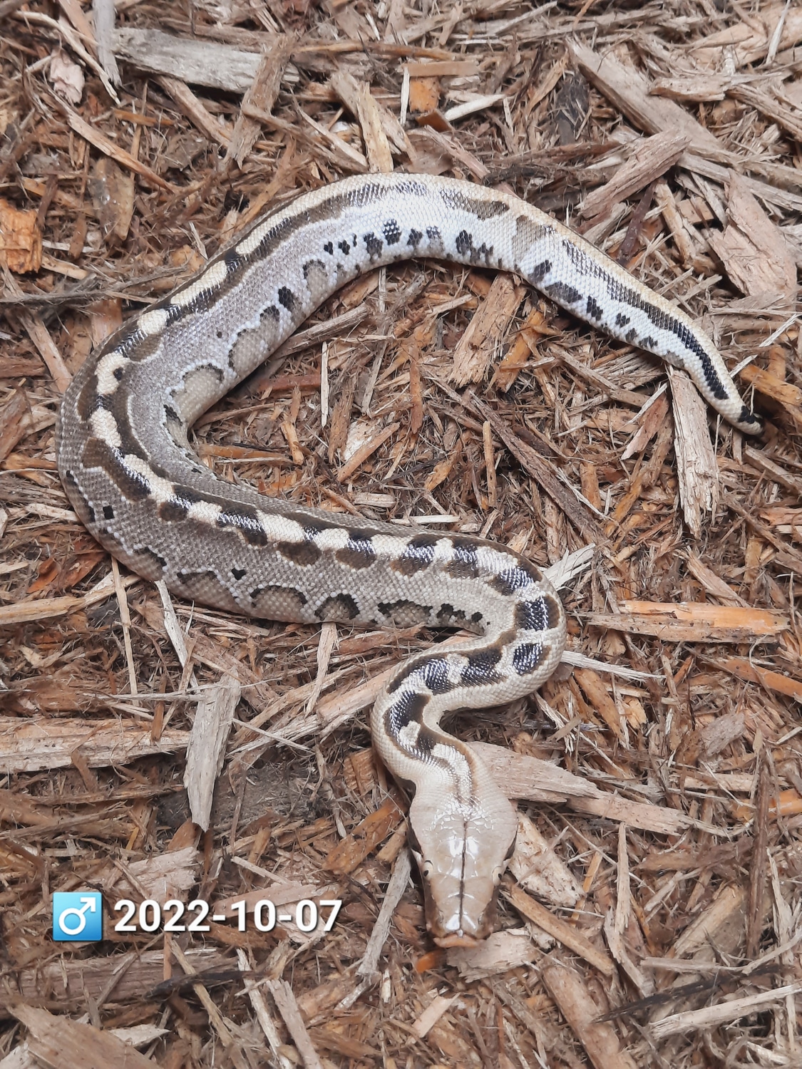Ultra/Blue Ghost Borneo Short-tailed Python by Leach's Python Palace ...