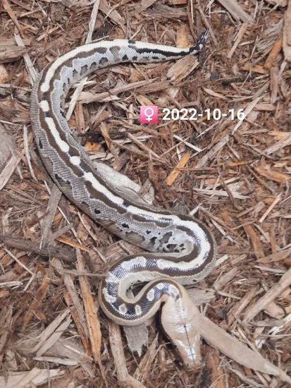 Ultra/Blue Ghost Borneo Borneo Short-Tailed Python by Leach's Python Palace