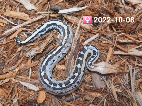 Het Ultra/Blue Ghost Borneo Borneo Short-Tailed Python by Leach's ...