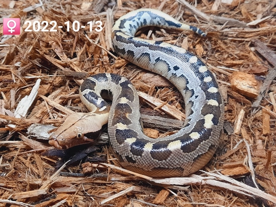 Het Ultra/Blue Ghost Borneo Borneo Short-Tailed Python by Leach's ...