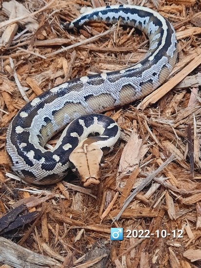 Het Ultra/Blue Ghost Borneo Borneo Short-Tailed Python by Leach's ...