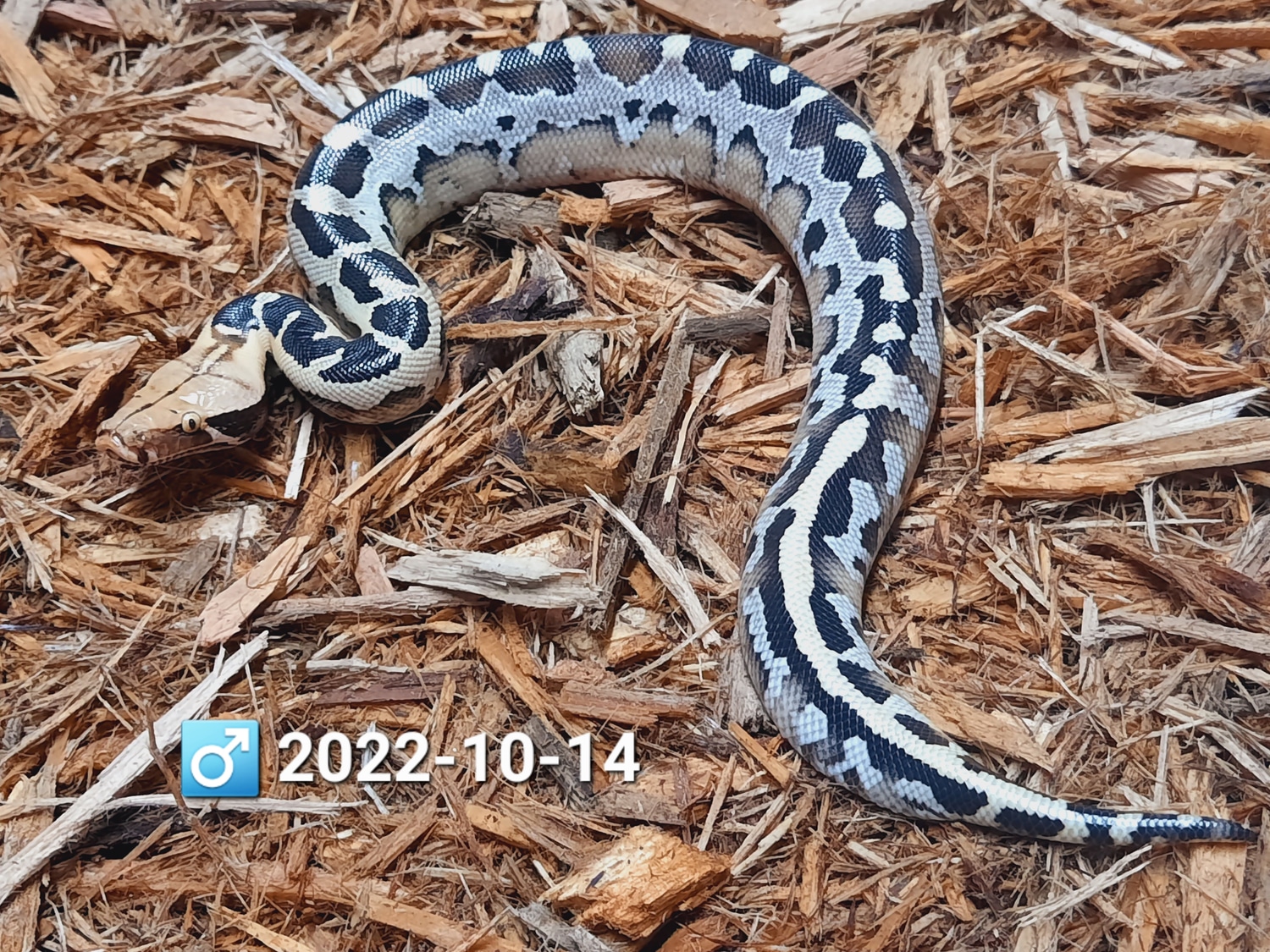 Het Ultra/Blue Ghost Borneo Short-Tailed Python by Leach's Python ...