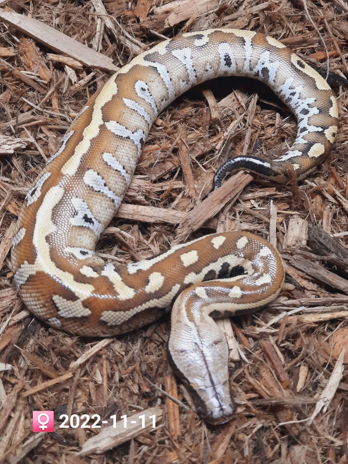 Striped Possible Het T+/T- Blood Python by Leach's Python Palace ...