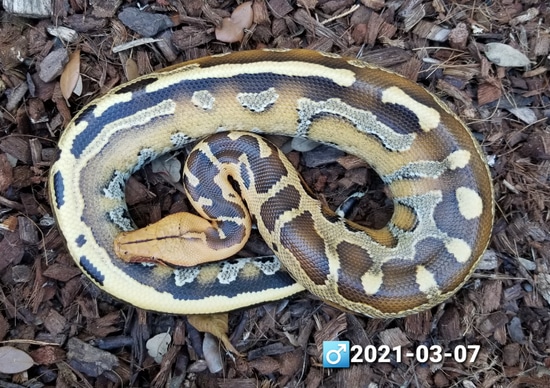 Genetic Stripe Borneo Borneo Short-Tailed Python by Leach's Python Palace