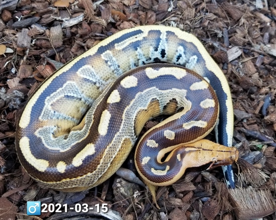 Genetic Stripe Borneo Borneo Short-Tailed Python by Leach's Python Palace