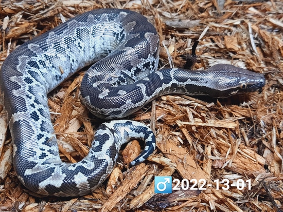 Black Head SSTP Sumatran Short-Tailed Python by Leach's Python Palace