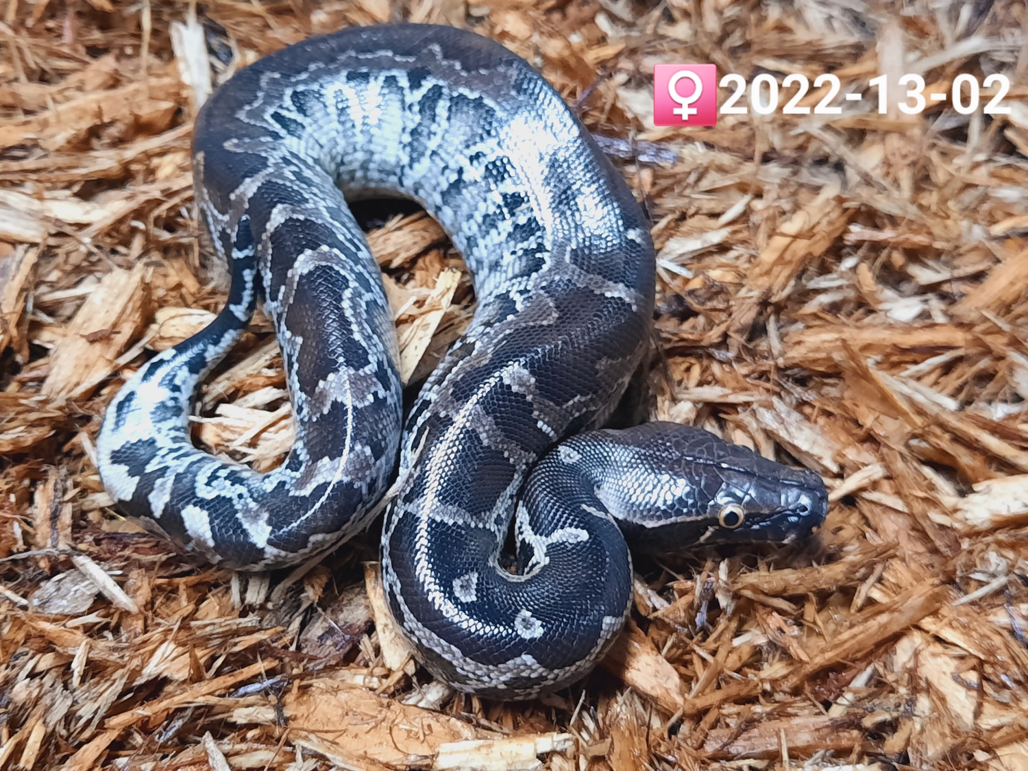 Black Head SSTP Sumatran Short-tailed Python by Leach's Python Palace ...