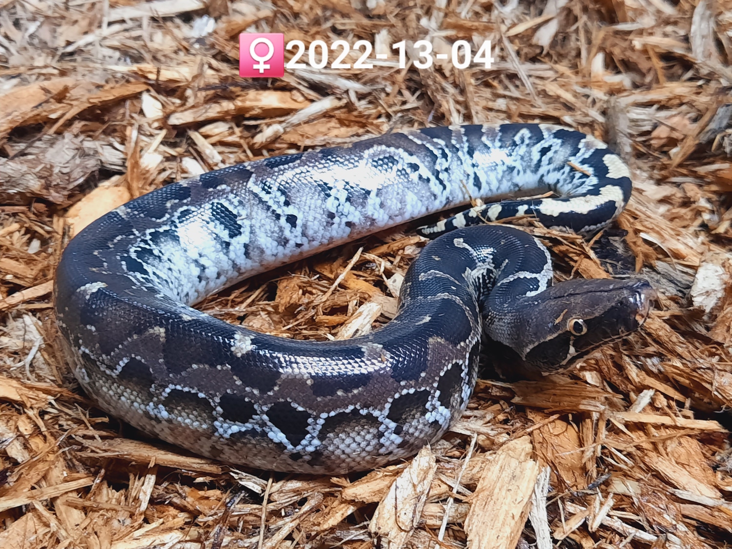 Black Head SSTP Sumatran Short-tailed Python by Leach's Python Palace ...