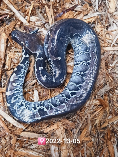 Black Head SSTP Sumatran Short-Tailed Python by Leach's Python Palace