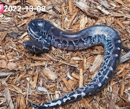 Het Caramel Pumpkin Head SSTP Sumatran Short-tailed Python by Leach's ...