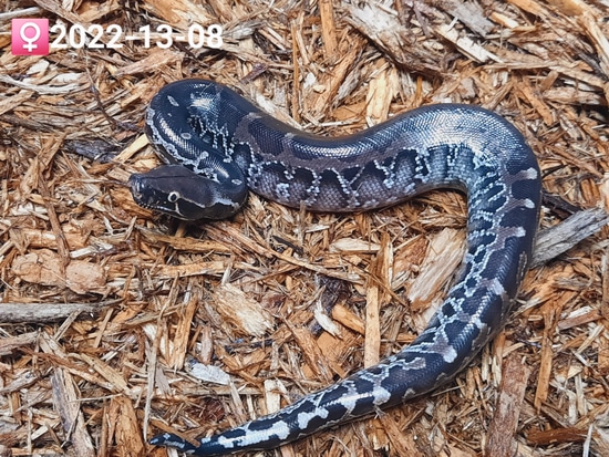 Black Head SSTP Sumatran Short-Tailed Python by Leach's Python Palace