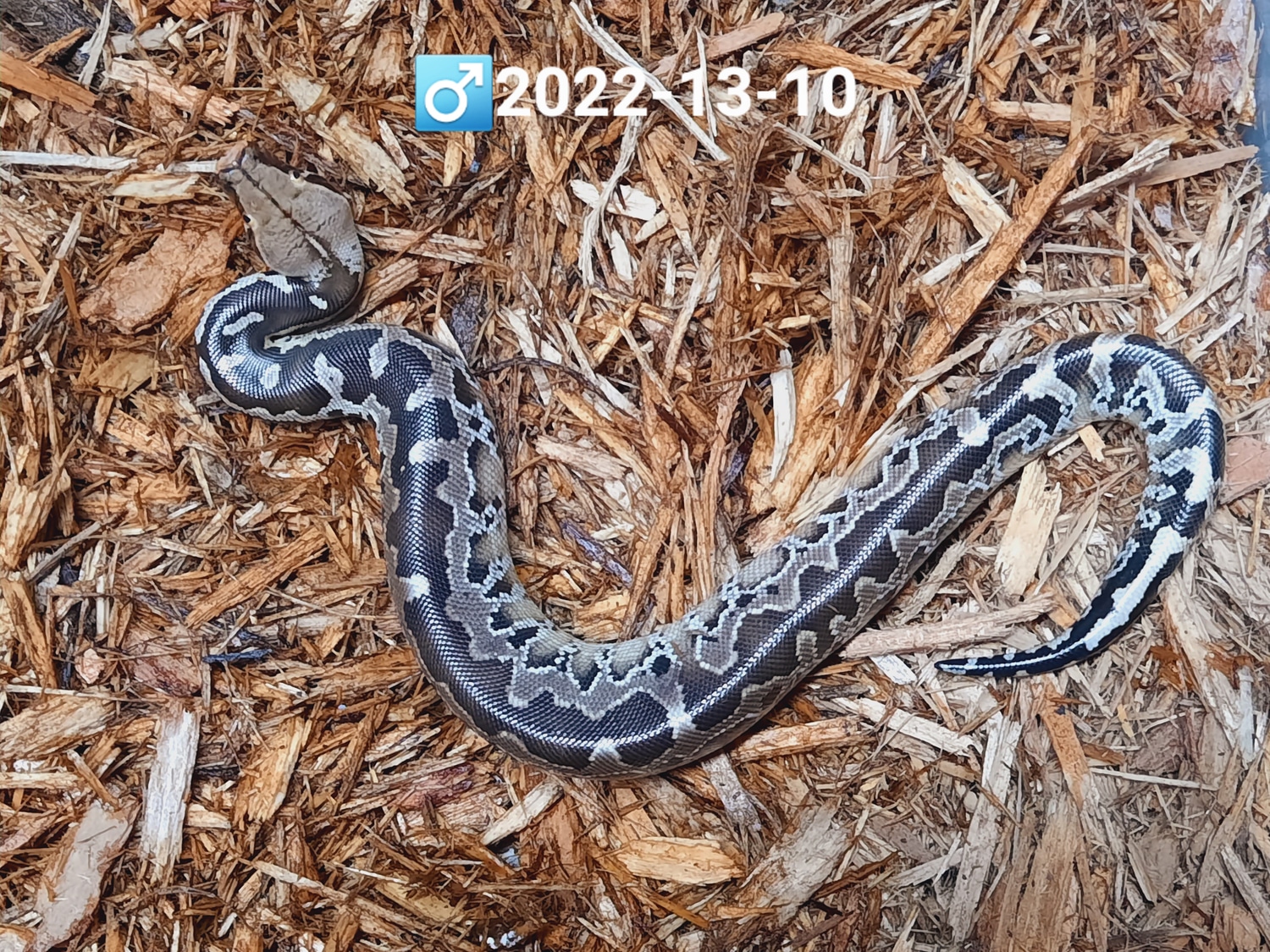 Chrome Head SSTP Sumatran Short-Tailed Python by Leach's Python Palace ...