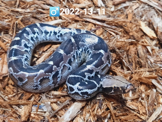 Chrome Head SSTP Sumatran Short-Tailed Python by Leach's Python Palace