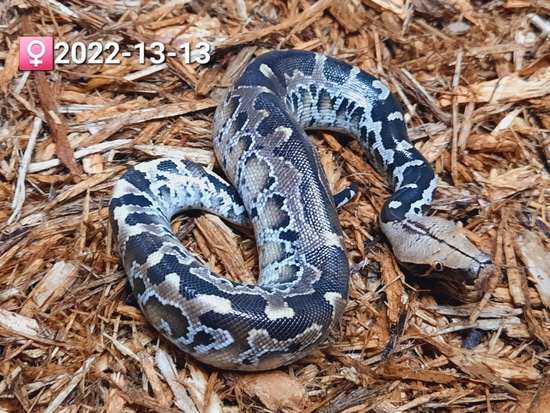 Chrome Head SSTP Sumatran Short-Tailed Python by Leach's Python Palace