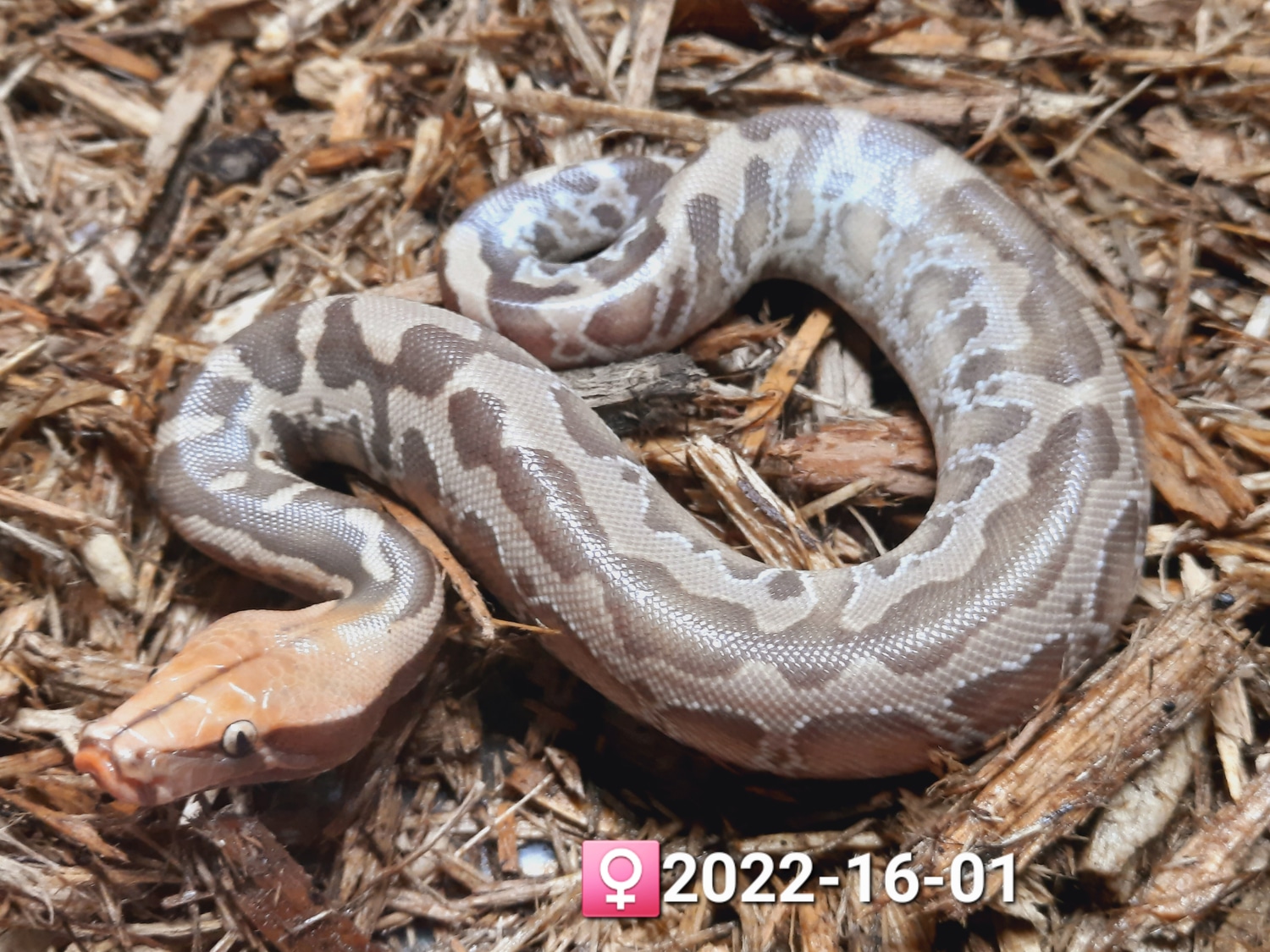 Caramel SSTP Sumatran Short-Tailed Python by Leach's Python Palace ...