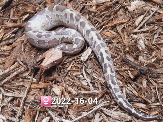 Caramel SSTP Sumatran Short-Tailed Python by Leach's Python Palace