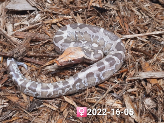 Caramel SSTP Sumatran Short-Tailed Python by Leach's Python Palace