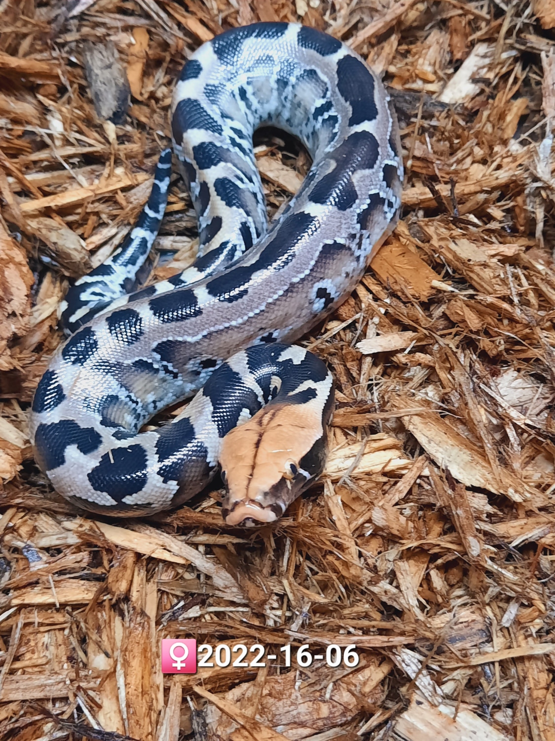 Het Caramel Pumpkin Head SSTP Sumatran Short-Tailed Python by Leach's ...