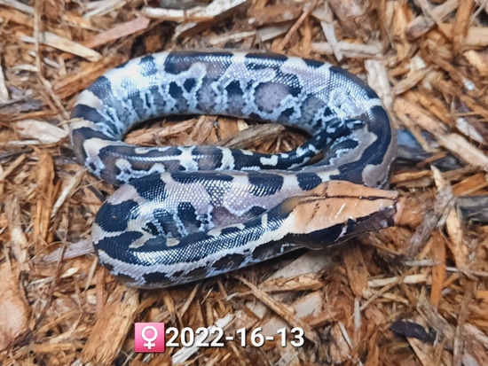 Het Caramel Pumpkin Head SSTP Sumatran Short-Tailed Python by Leach's ...