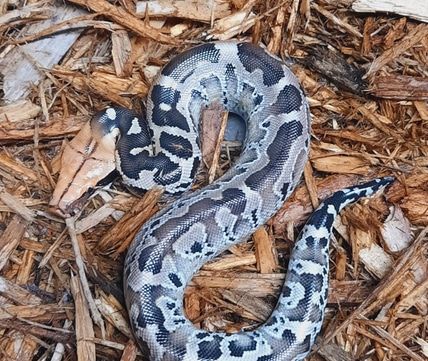 Chrome Head SSTP Sumatran Short-tailed Python by Leach's Python Palace ...