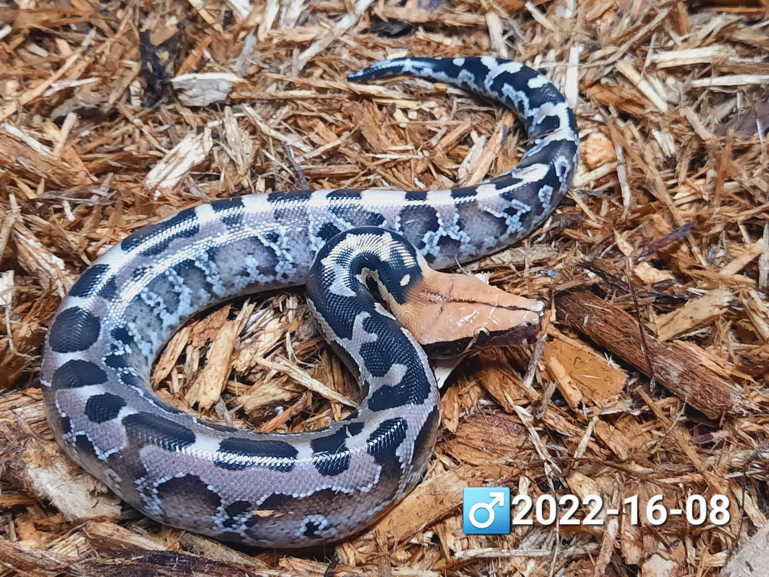 Het Caramel Pumpkin Head SSTP Sumatran Short-tailed Python by Leach's ...