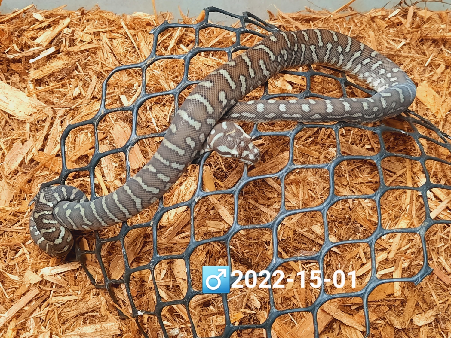 Bredli Centralian Carpet Python by Leach's Python Palace - MorphMarket