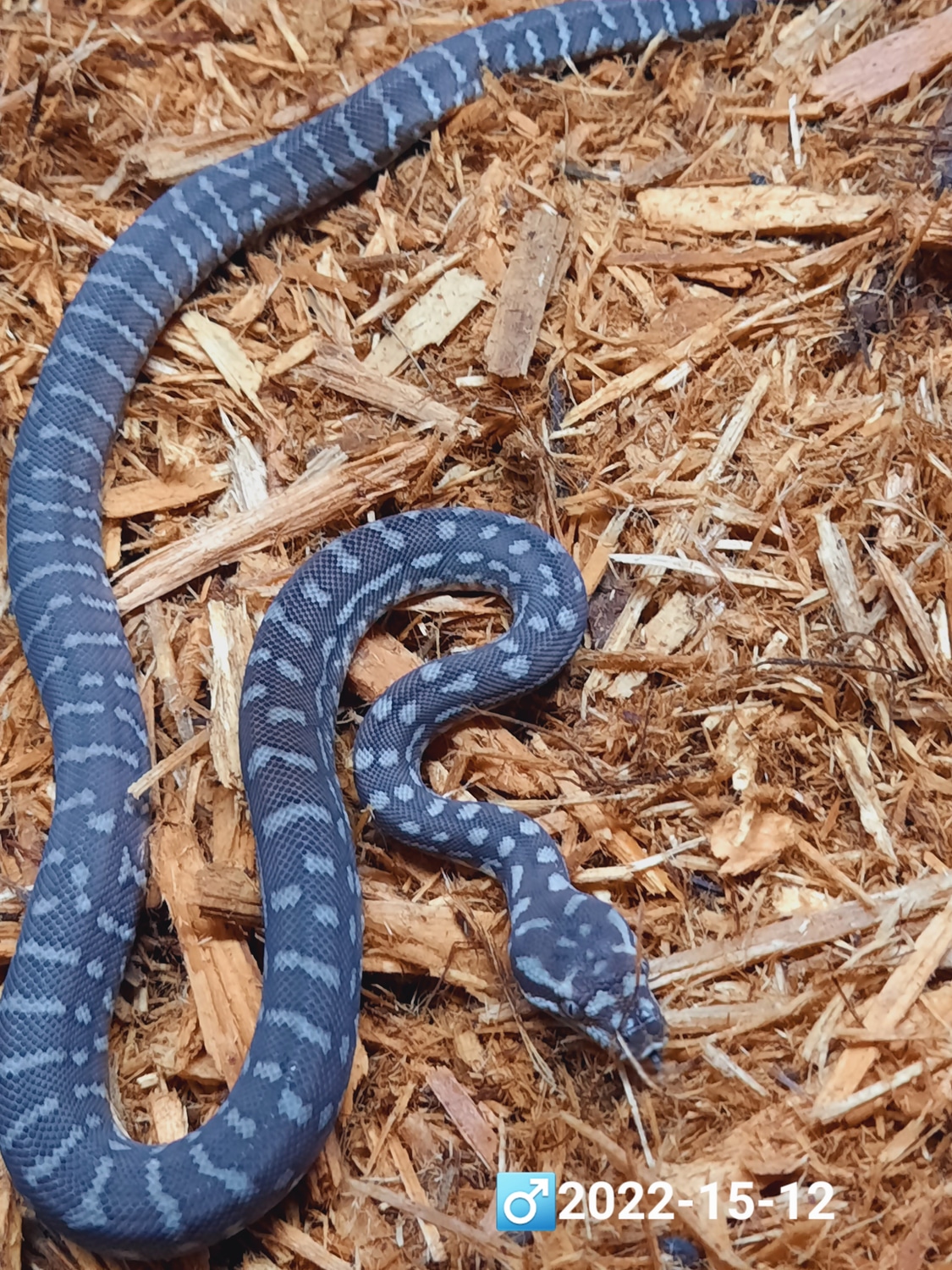 Bredli Centralian Carpet Python by Leach's Python Palace - MorphMarket