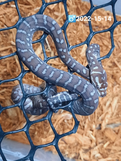 Bredli Centralian Carpet Python by Leach's Python Palace