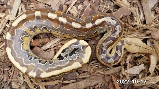 Het Ultra/Blue Ghost Borneo Borneo Short-Tailed Python by Leach's ...