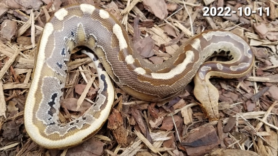 Ultra/Blue Ghost Borneo Borneo Short-Tailed Python by Leach's Python Palace