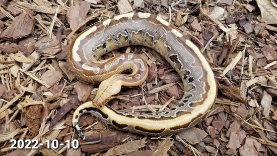Ultra/Blue Ghost Borneo Borneo Short-Tailed Python by Leach's Python Palace