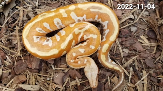 T+ Albino Karma Blood Python by Leach's Python Palace