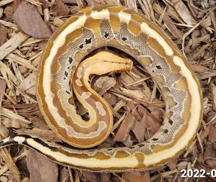 Ultra/Blue Ghost Borneo Short-tailed Python by Leach's Python Palace ...