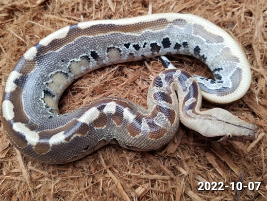 Ultra/Blue Ghost Borneo Borneo Short-Tailed Python by Leach's Python Palace