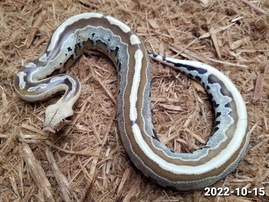 Ultra/Blue Ghost Borneo Borneo Short-Tailed Python by Leach's Python Palace