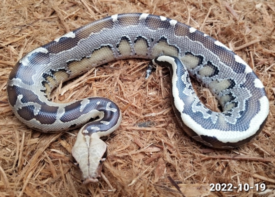 Het Ultra/Blue Ghost Borneo Borneo Short-Tailed Python by Leach's ...
