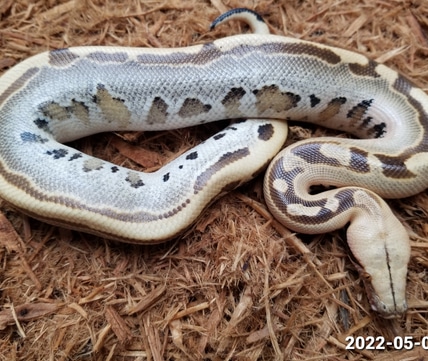 Ultra/Blue Ghost Borneo Short-tailed Python by Leach's Python Palace ...