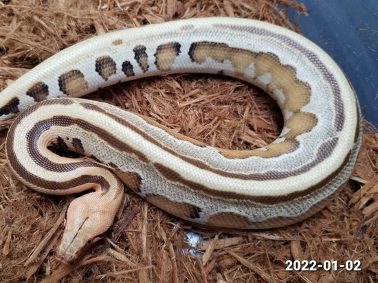 Super Stripe Borneo Short Tail Python Borneo Short-Tailed Python by ...