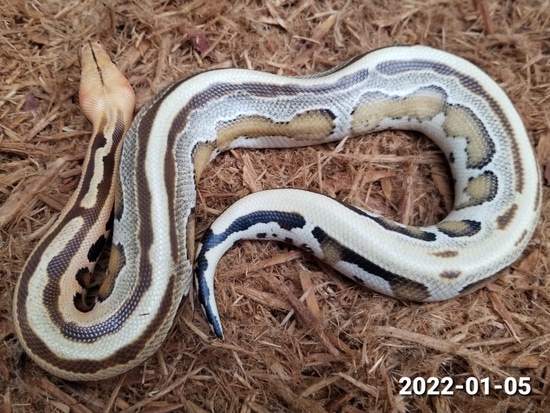 Genetic Stripe Borneo Short Tail Python Borneo Short-Tailed Python by ...