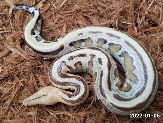 Ocelot Borneo Short Tail Borneo Short-Tailed Python by Leach's Python ...