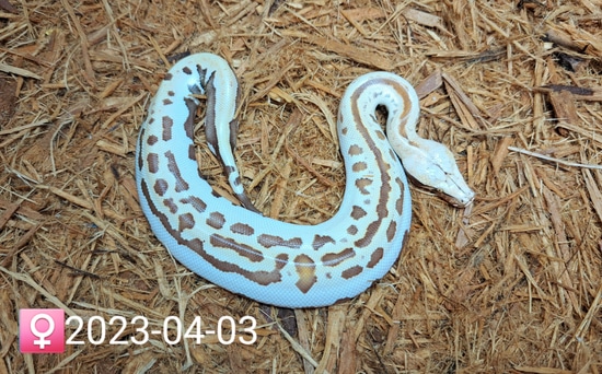 2023 Female T+ Albino 007 Blood Python by Leach's Python Palace